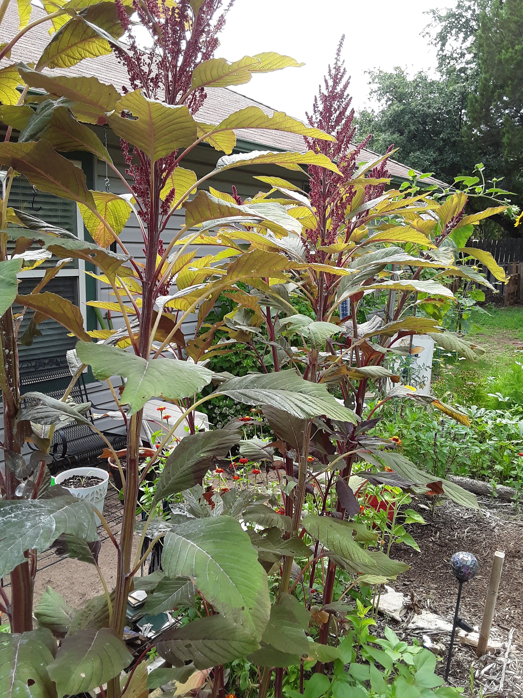Amaranth Red Garnet Seeds (herb) – Gran's Garden Seeds
