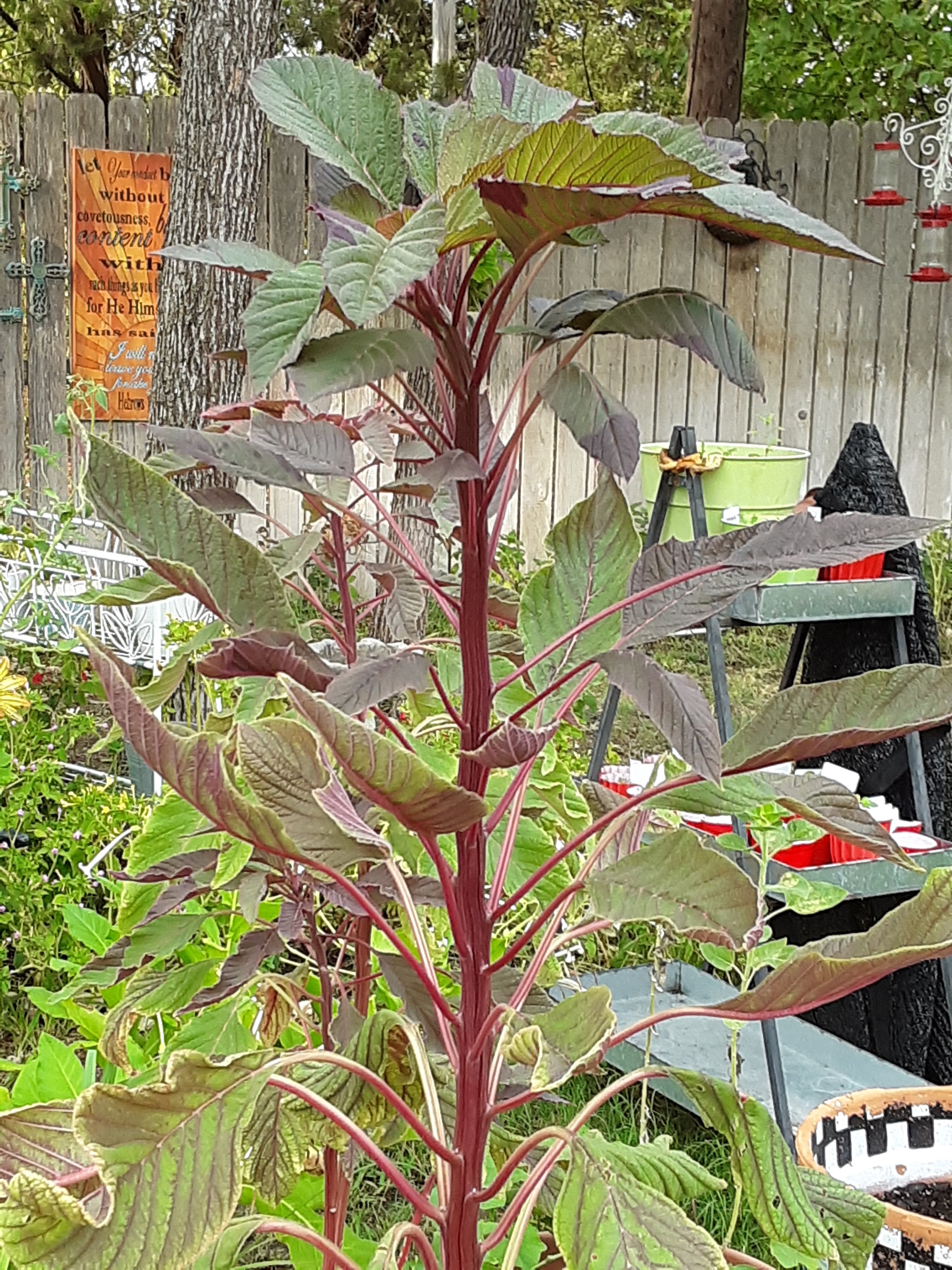 Amaranth Red Garnet Seeds – Gran's Garden Seeds