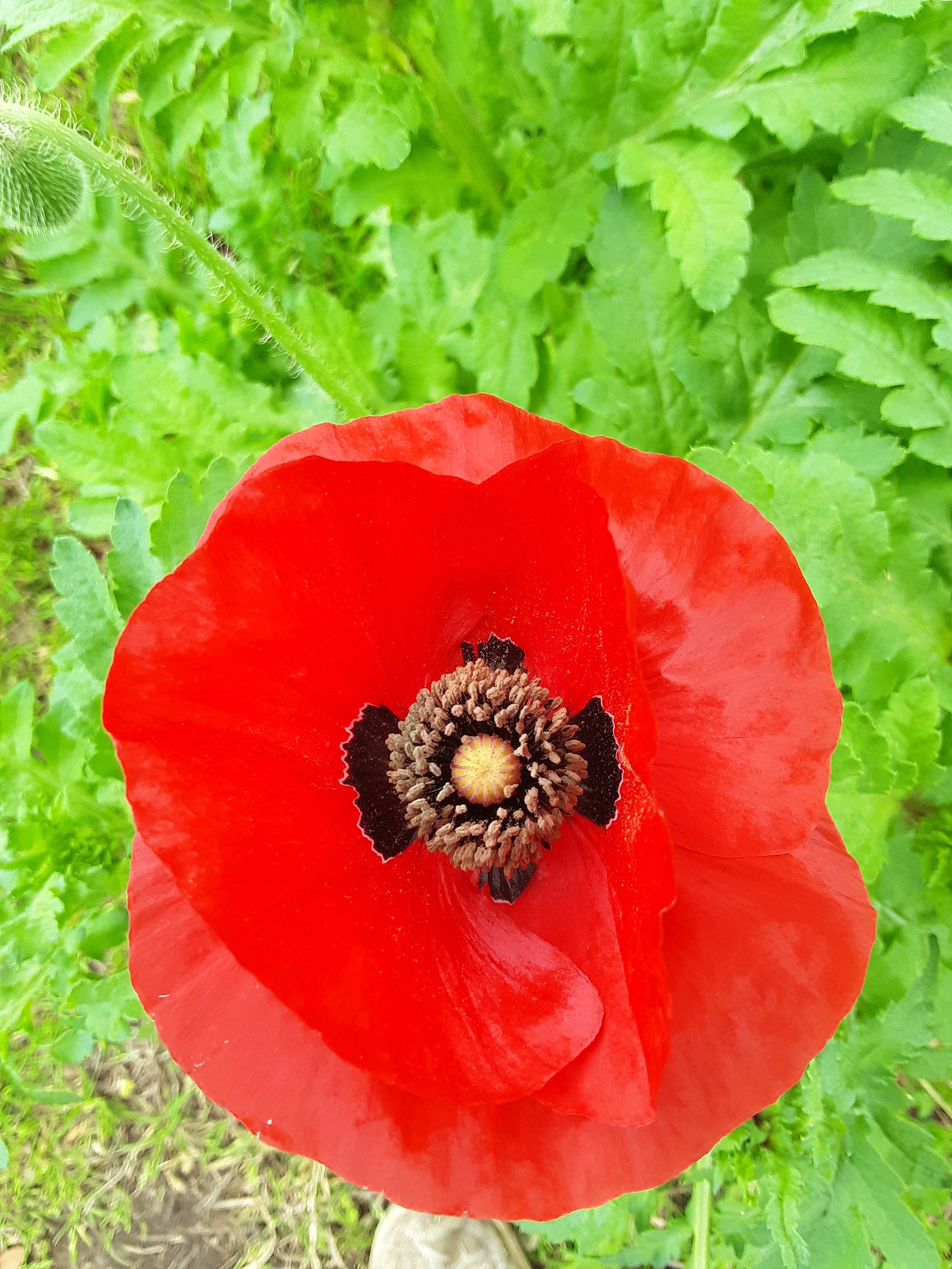 Poppy, Red Poppy Wildflower Seeds – Gran's Garden Seeds