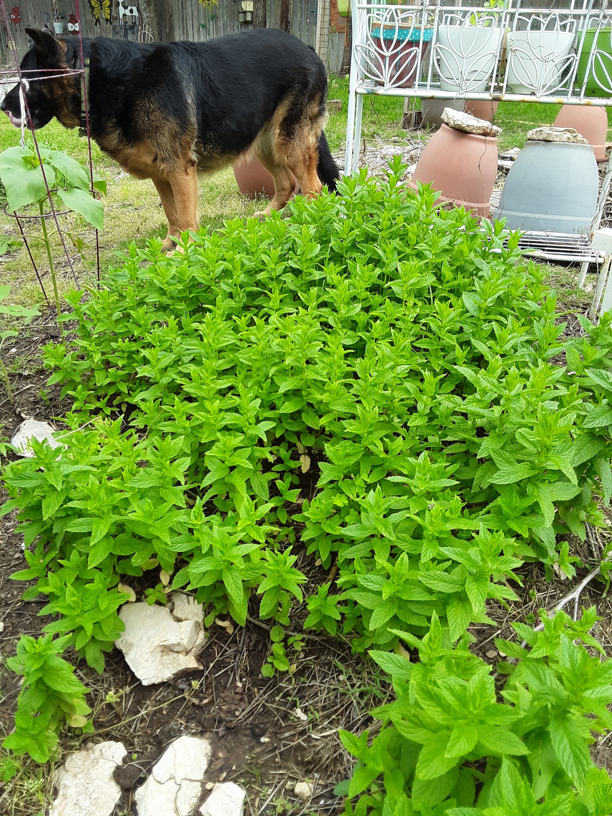 Lemon Balm Herb Seeds – Gran's Garden Seeds