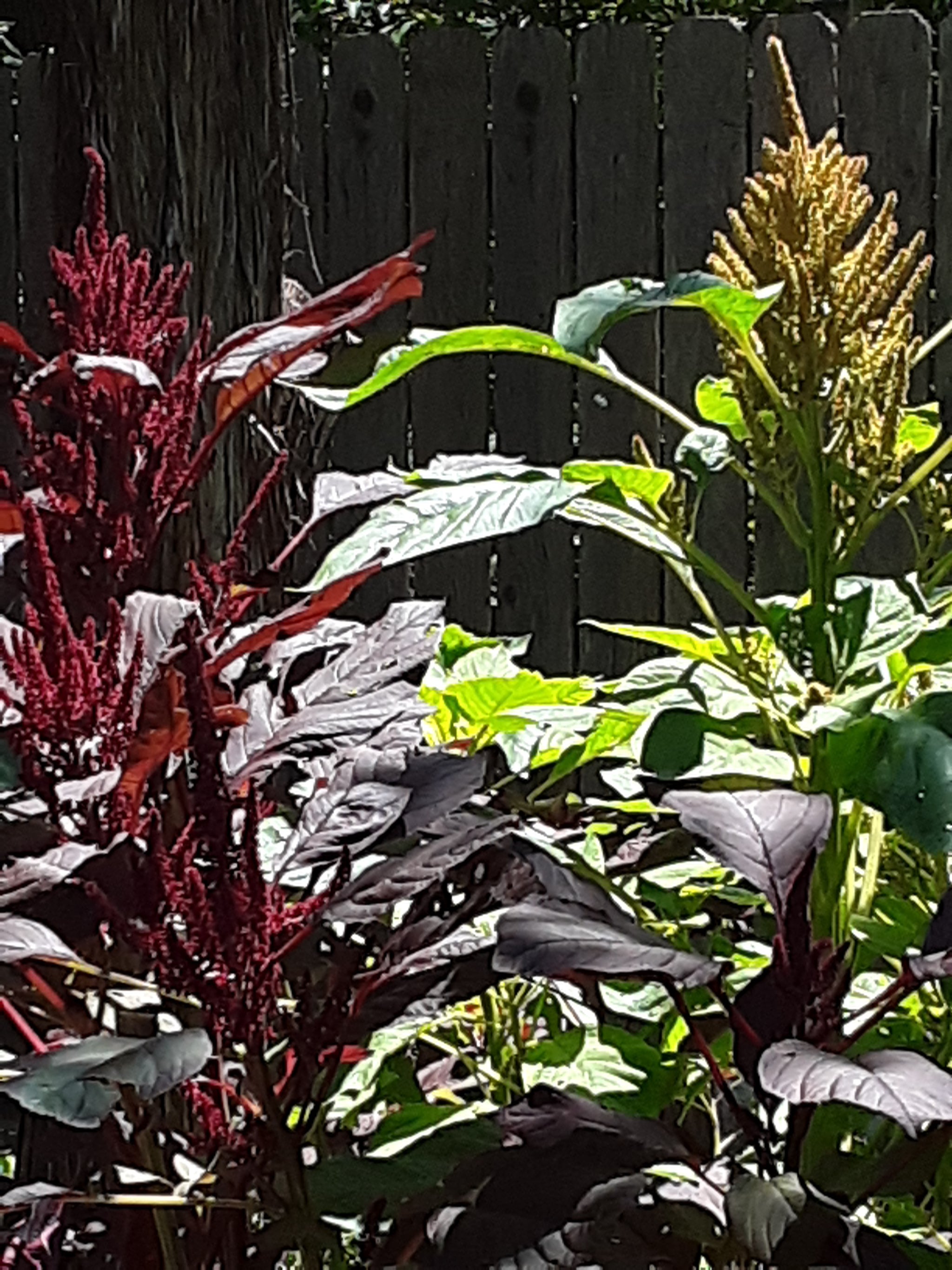 Amaranthus Cruentus Seeds, or Hot Biscuits – Gran's Garden Seeds