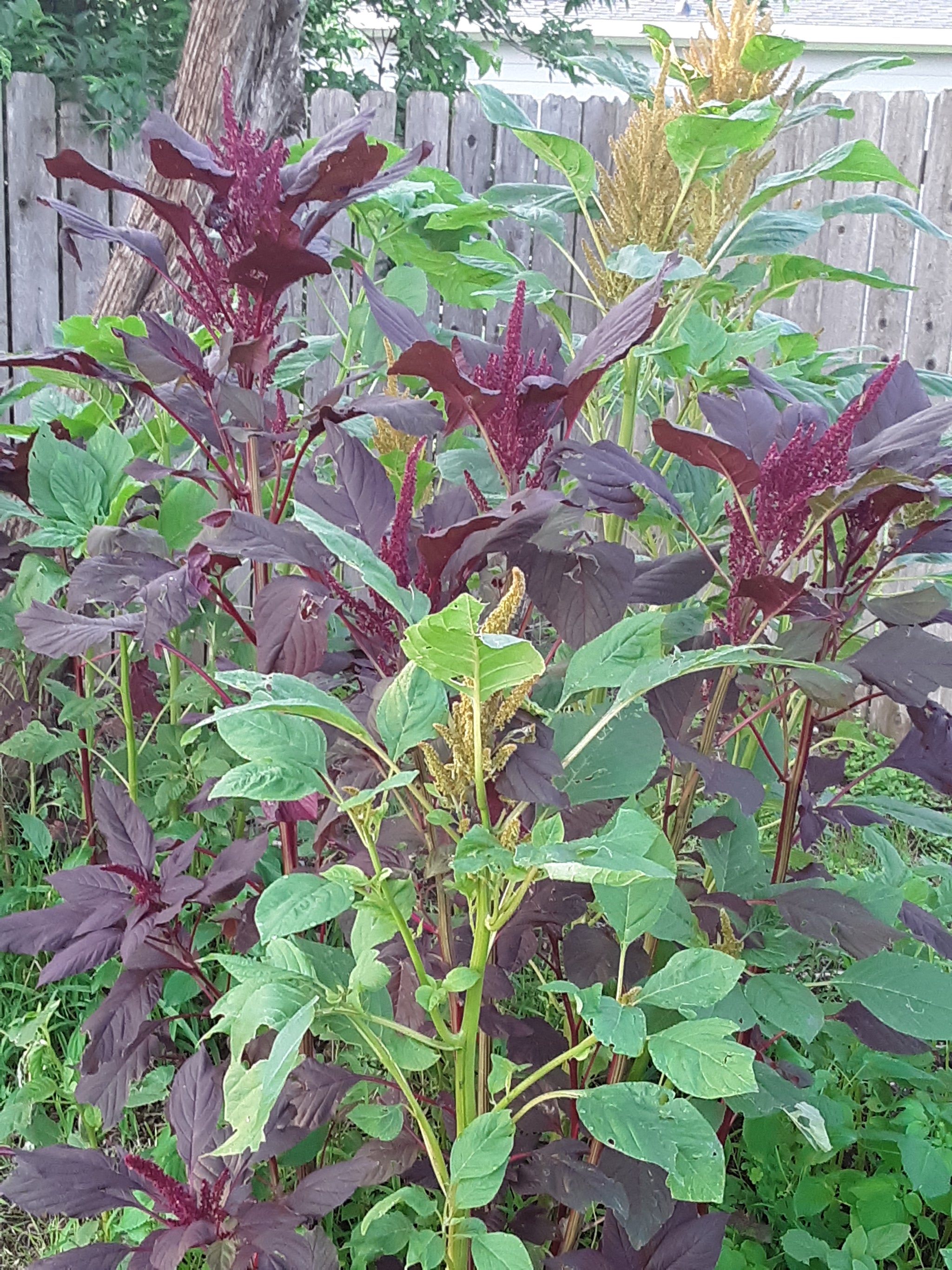 Amaranth Red Garnet Seeds (herb) – Gran's Garden Seeds