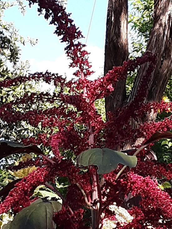Amaranth Red Garnet Seeds (herb) – Gran's Garden Seeds