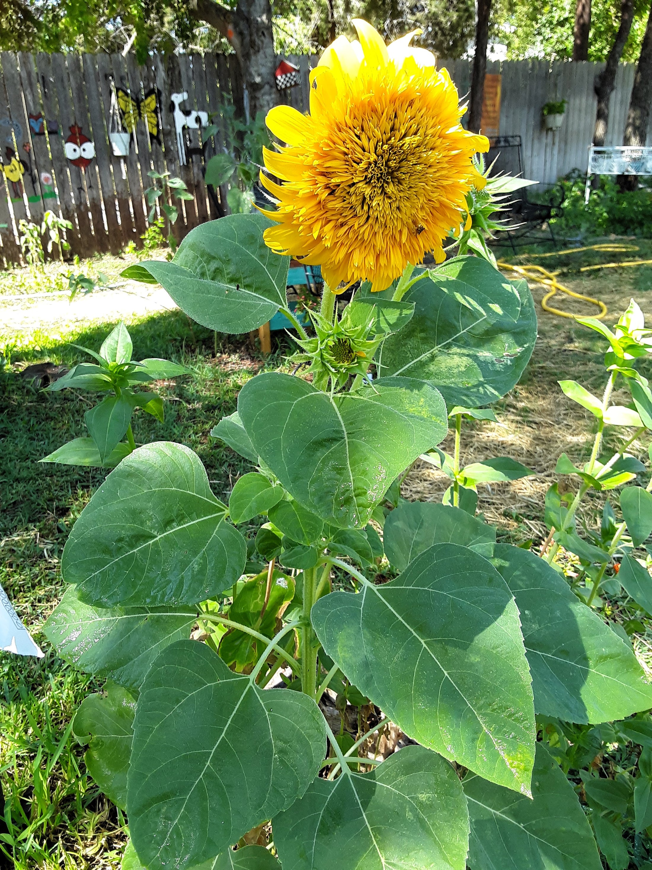 Sunflower Sungold Seeds – Gran's Garden Seeds