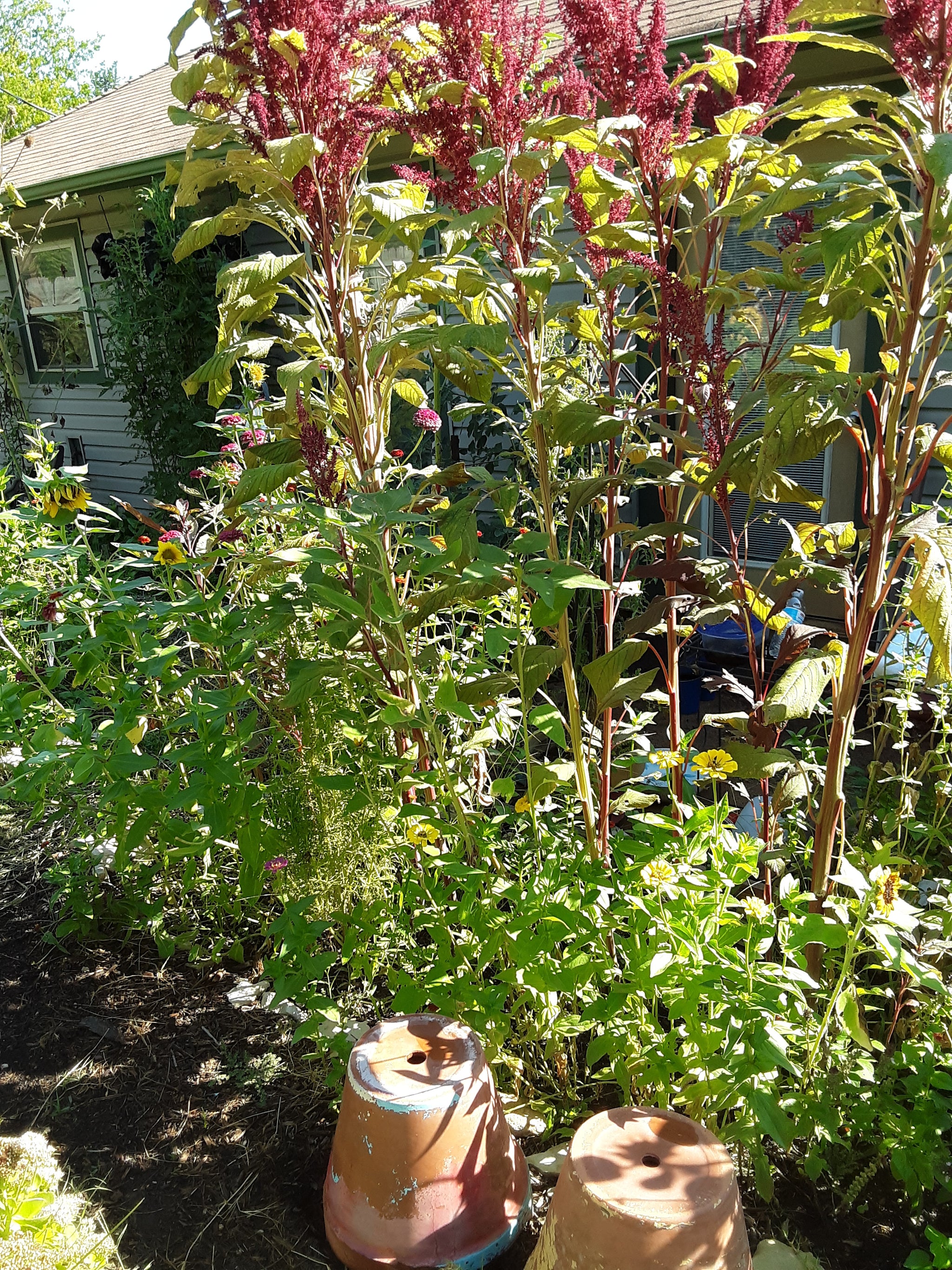 Amaranth Red Garnet Seeds – Gran's Garden Seeds