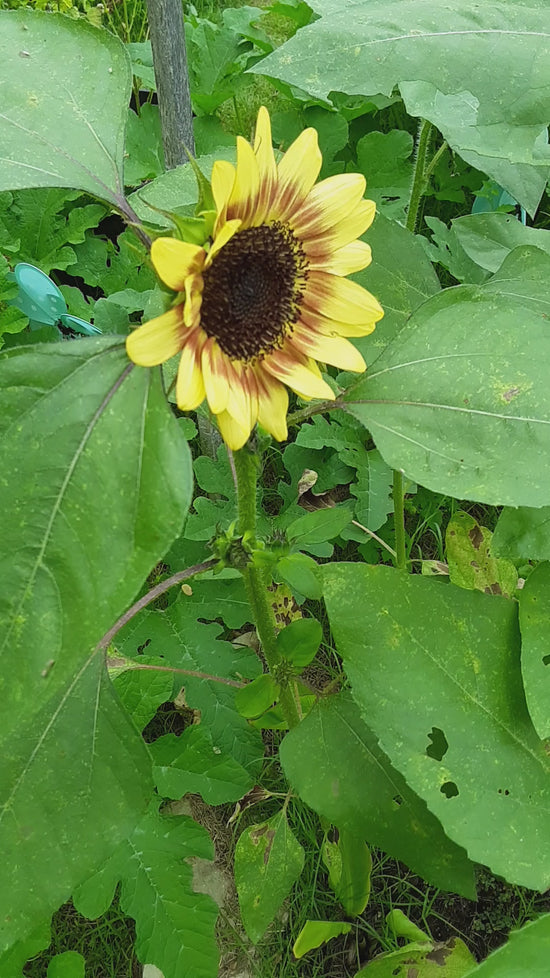 Sunflower Pro-Cut Bicolor Red Lemon – Gran's Garden Seeds