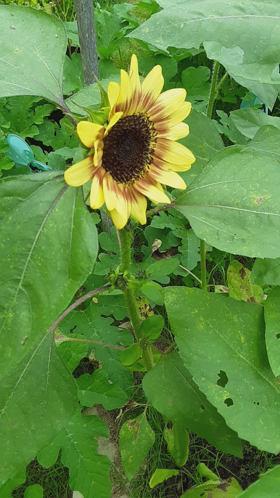 Sunflower Pro-Cut Bicolor Red Lemon – Gran's Garden Seeds