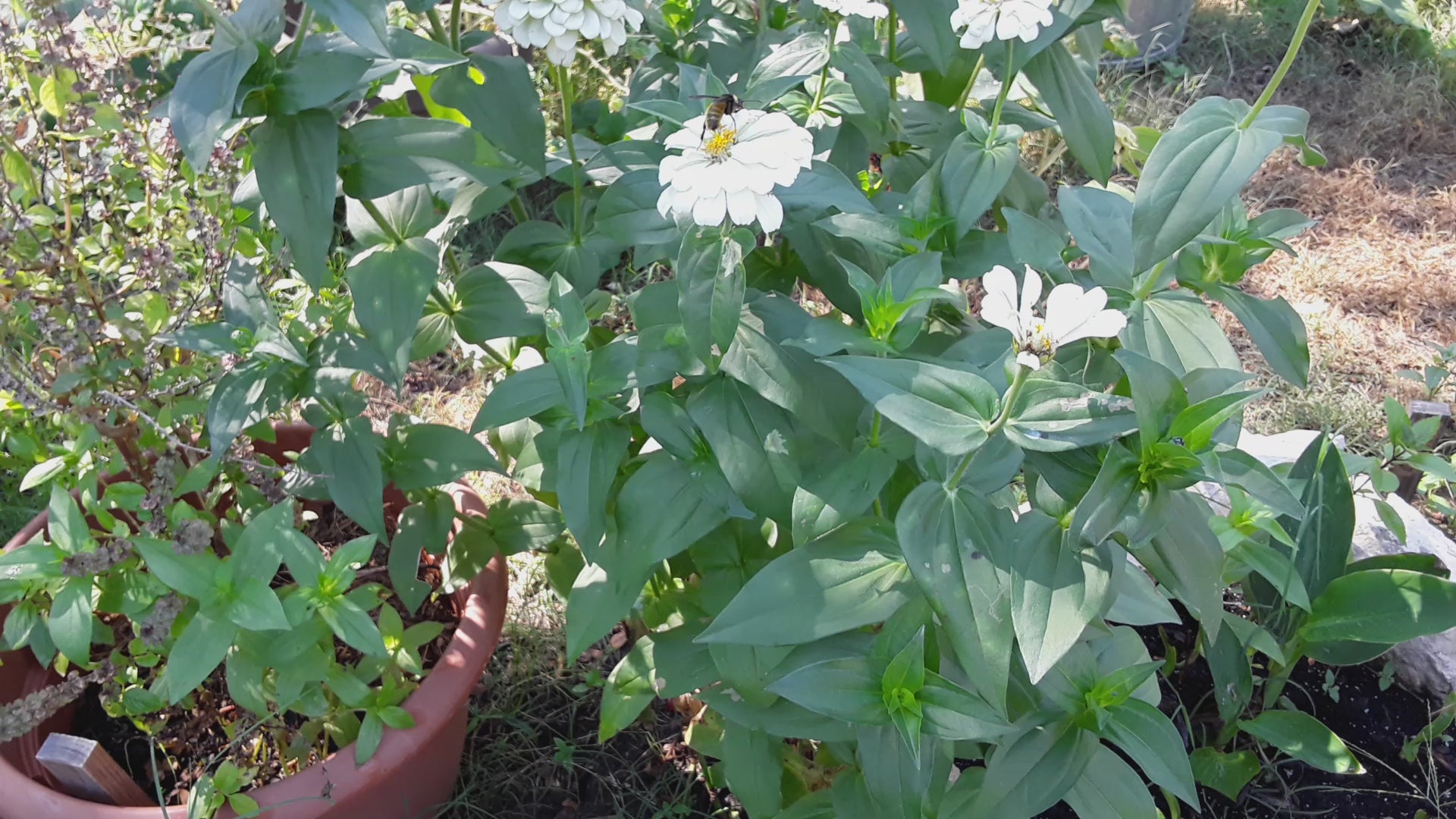 Zinnia Polar Bear Seeds – Gran's Garden Seeds