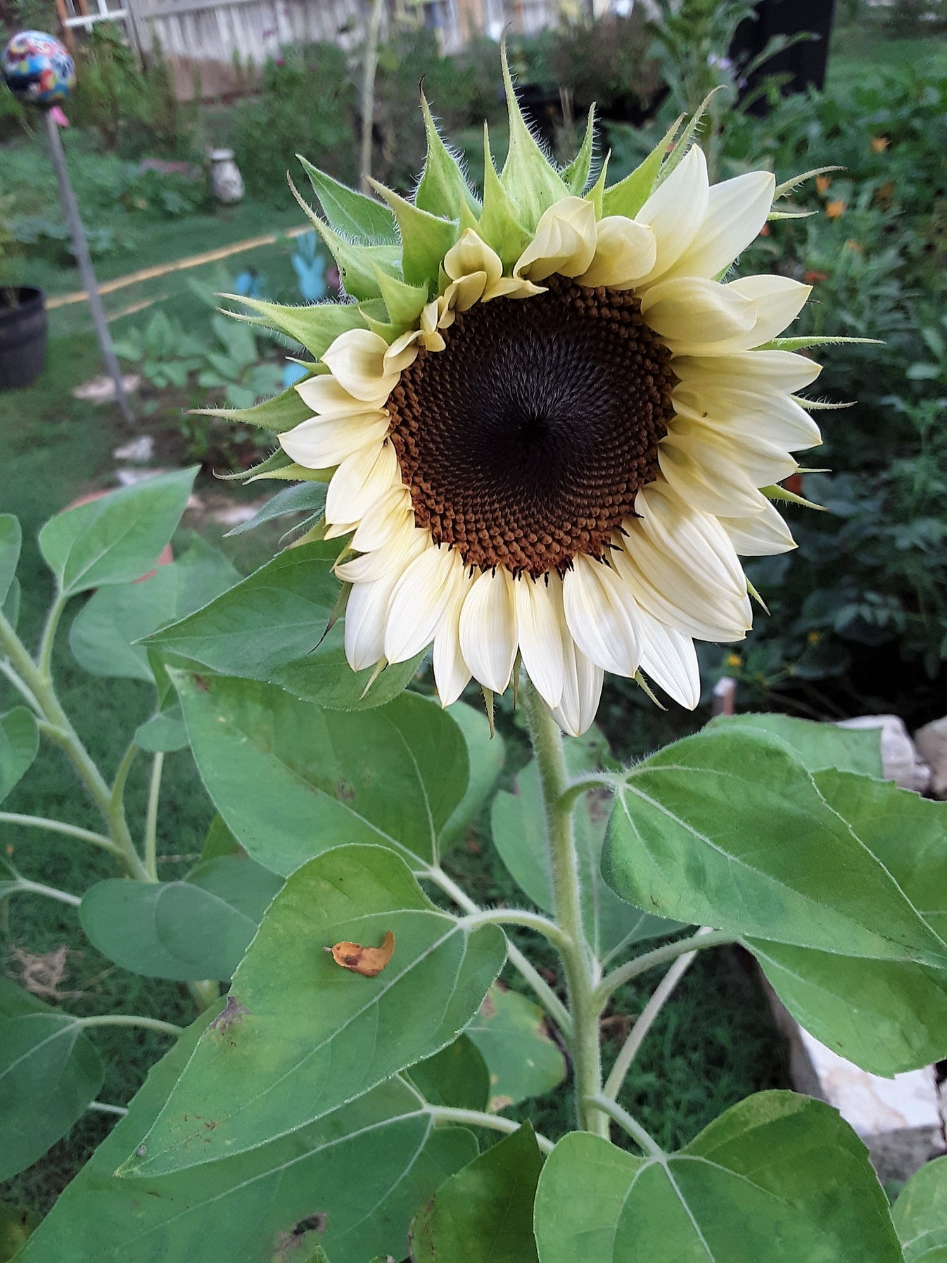 Sunflower Pro-Cut White Nite Seeds – Gran's Garden Seeds