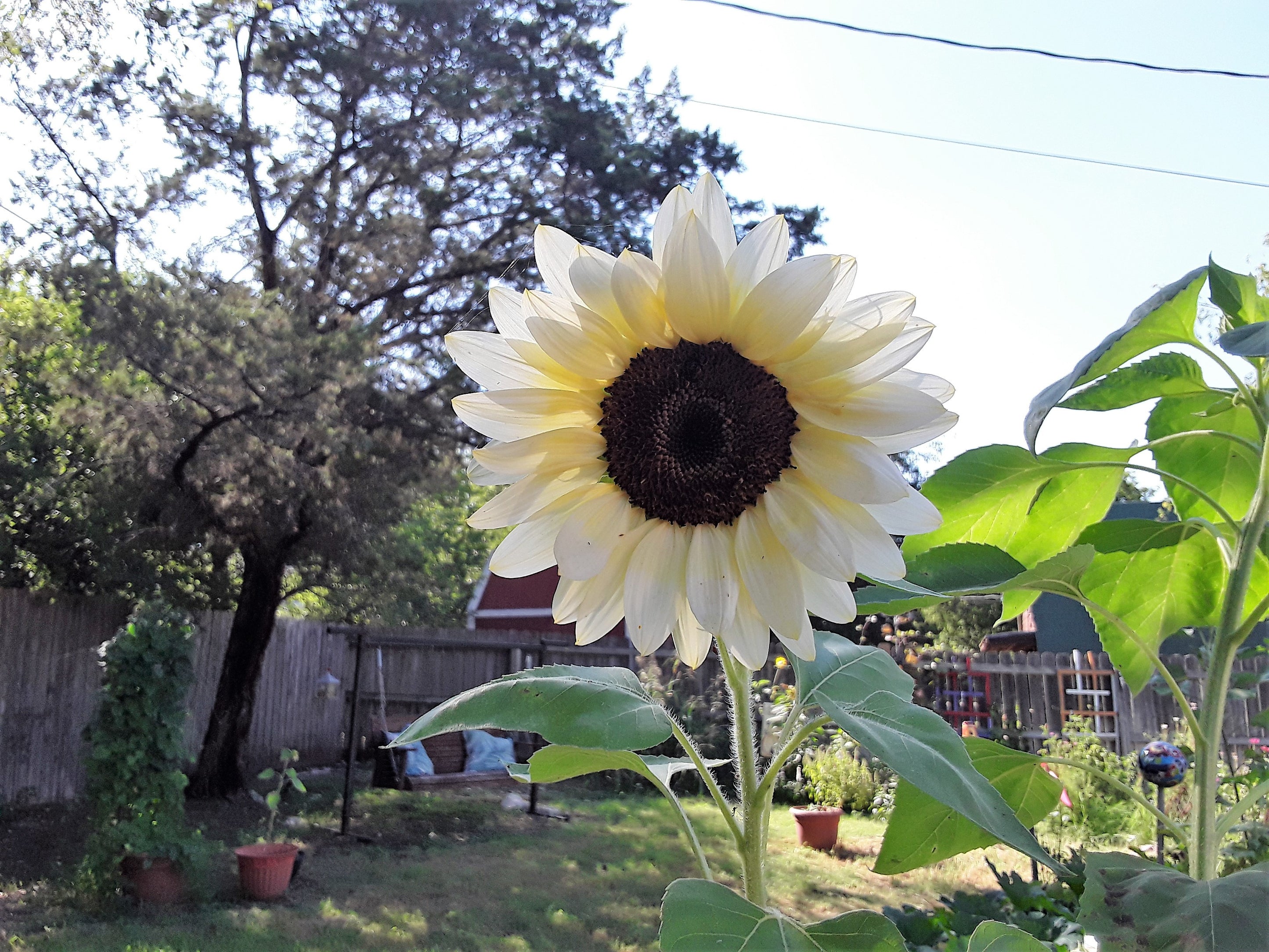 Sunflower Pro-Cut White Nite Seeds – Gran's Garden Seeds