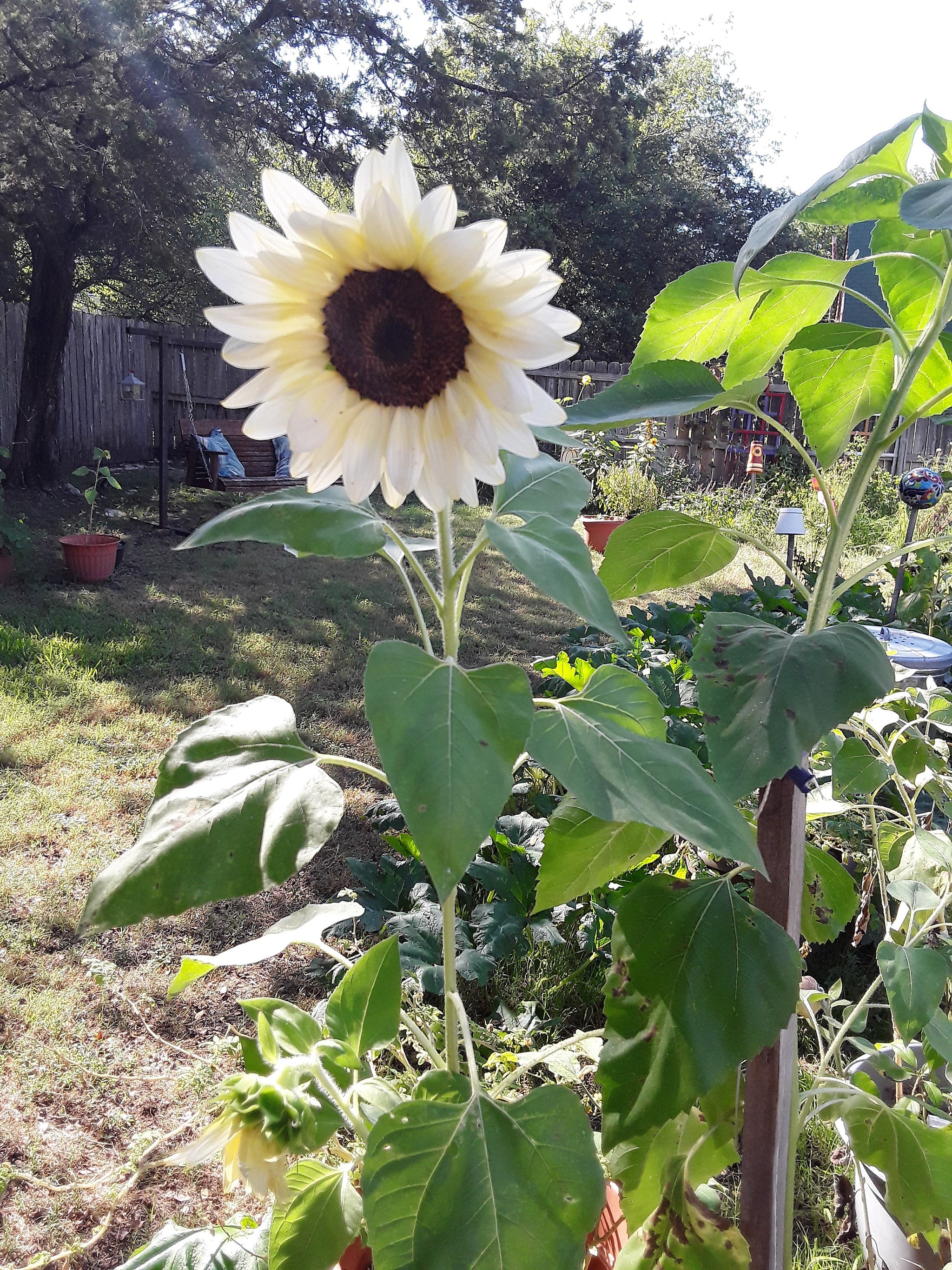 Sunflower Pro-Cut White Nite Seeds – Gran's Garden Seeds