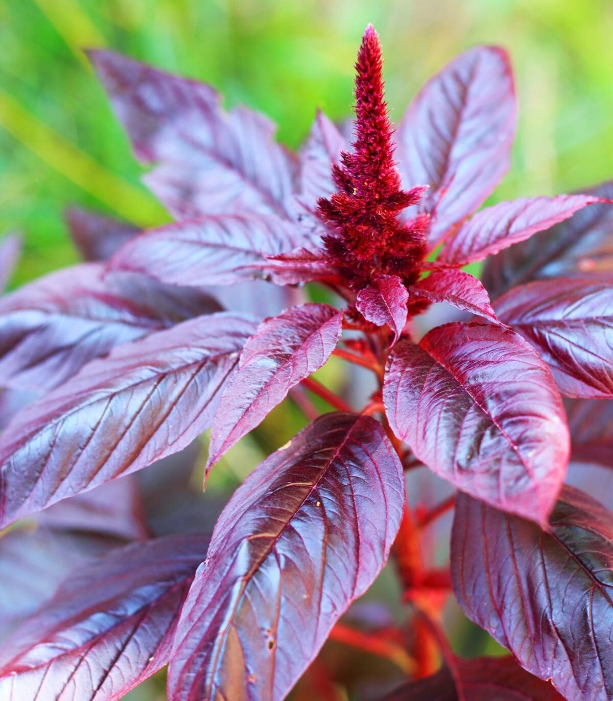 Amaranth Red Garnet Seeds (herb) – Gran's Garden Seeds