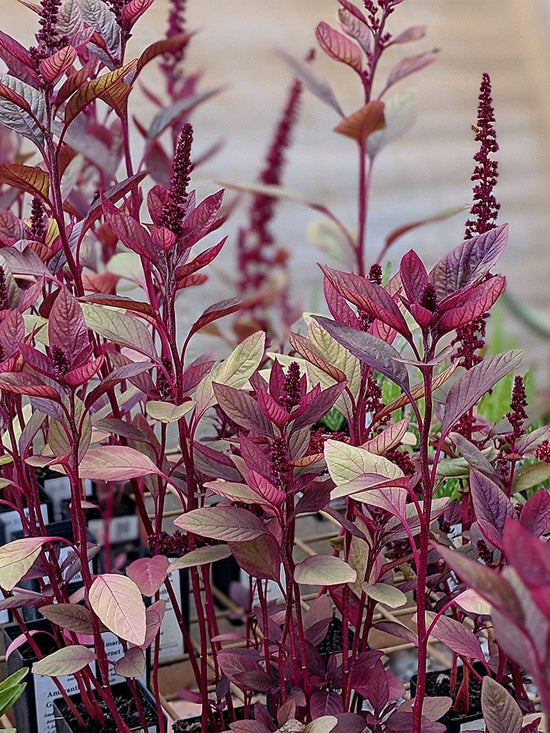 Amaranth Red Garnet Seeds (herb) – Gran's Garden Seeds