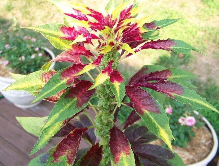 Amaranthus Tricolor Perfecta Seeds – Gran's Garden Seeds