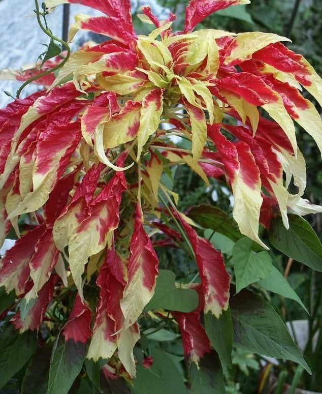 Amaranthus Tricolor Perfecta Seeds – Gran's Garden Seeds
