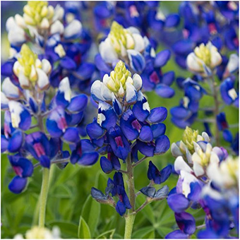 Bluebonnet, Texas Bluebonnet Seeds – Gran's Garden Seeds