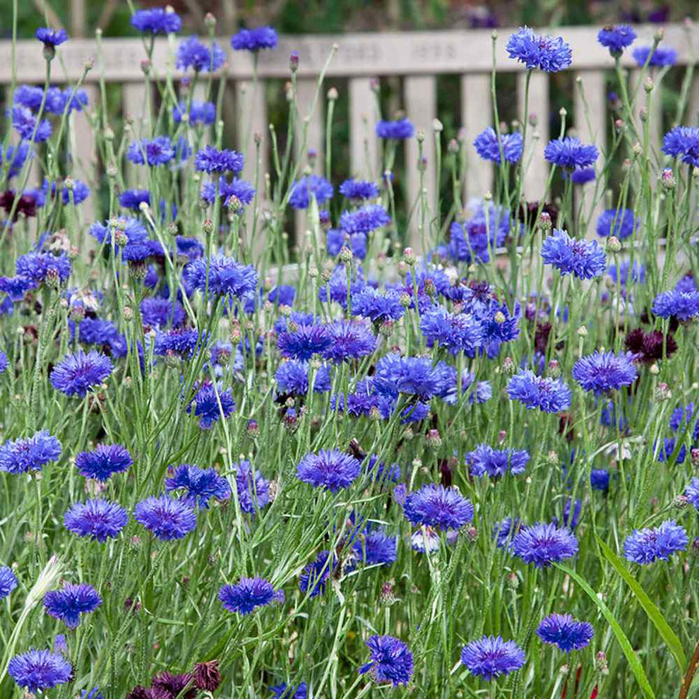 Bachelor Button, Tall Blue Cornflower Seeds – Gran's Garden Seeds