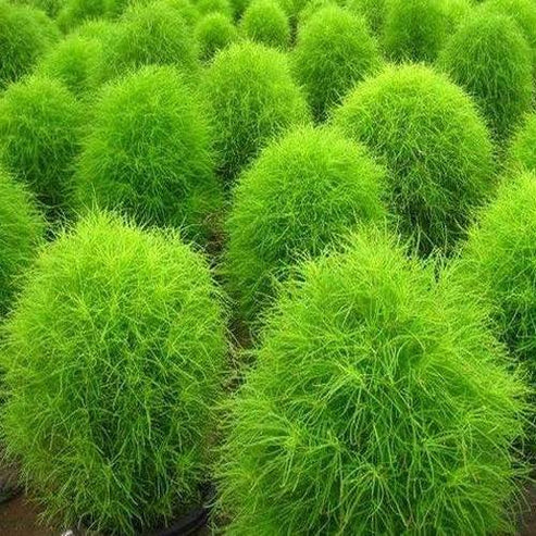 Burning Bush Kochia Seeds – Gran's Garden Seeds
