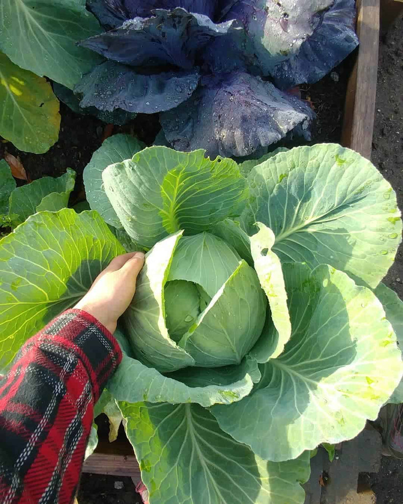 Cabbage Seeds, Early Round Dutch Cabbage – Gran's Garden Seeds