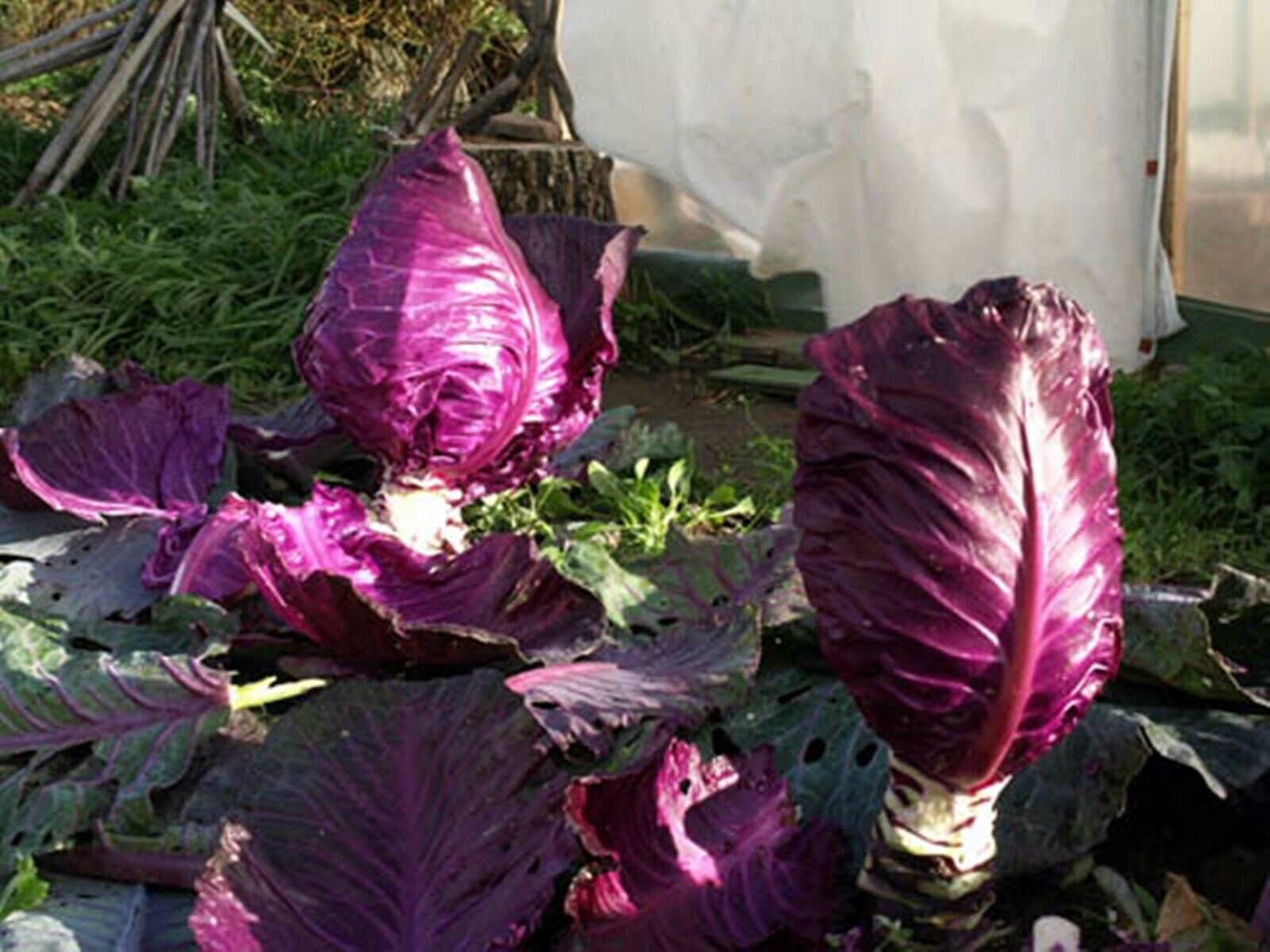 Cabbage Red Kalibos Seeds – Gran's Garden Seeds