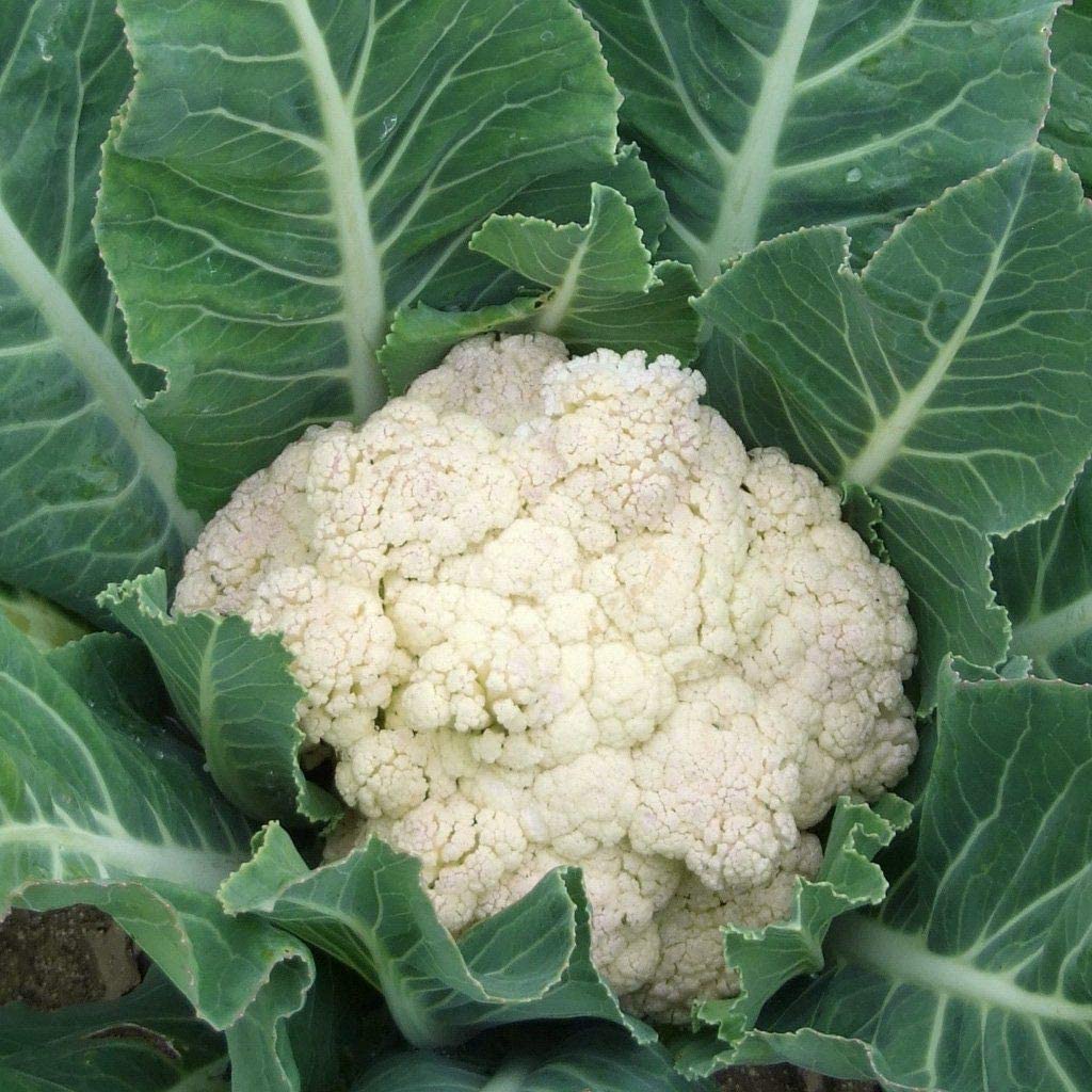 Cauliflower, Organic Snowball Cauliflower Seeds, Self Blanching Caulif ...