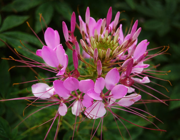 Cleome Hassleriana Rose Queen – Gran's Garden Seeds