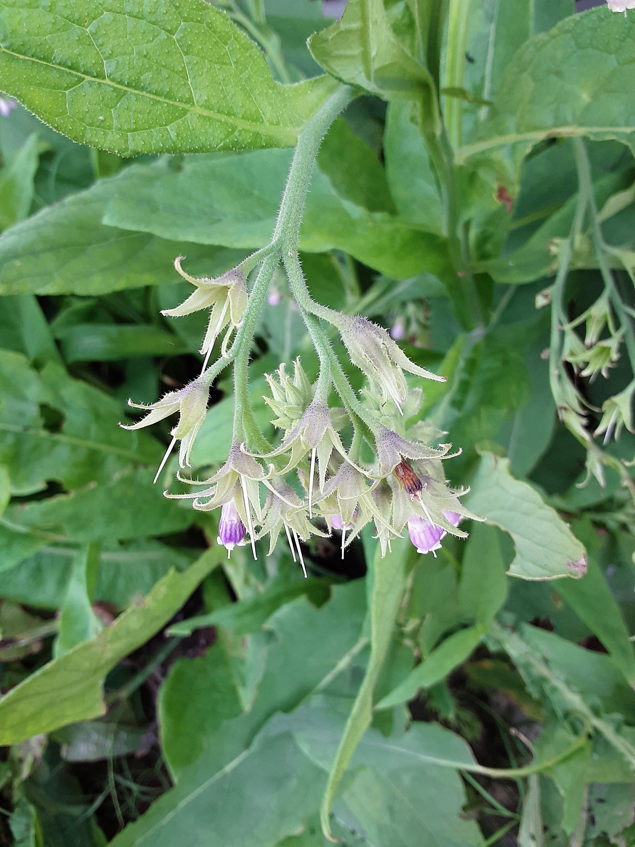 Comfrey, True Comfrey Seeds – Gran's Garden Seeds
