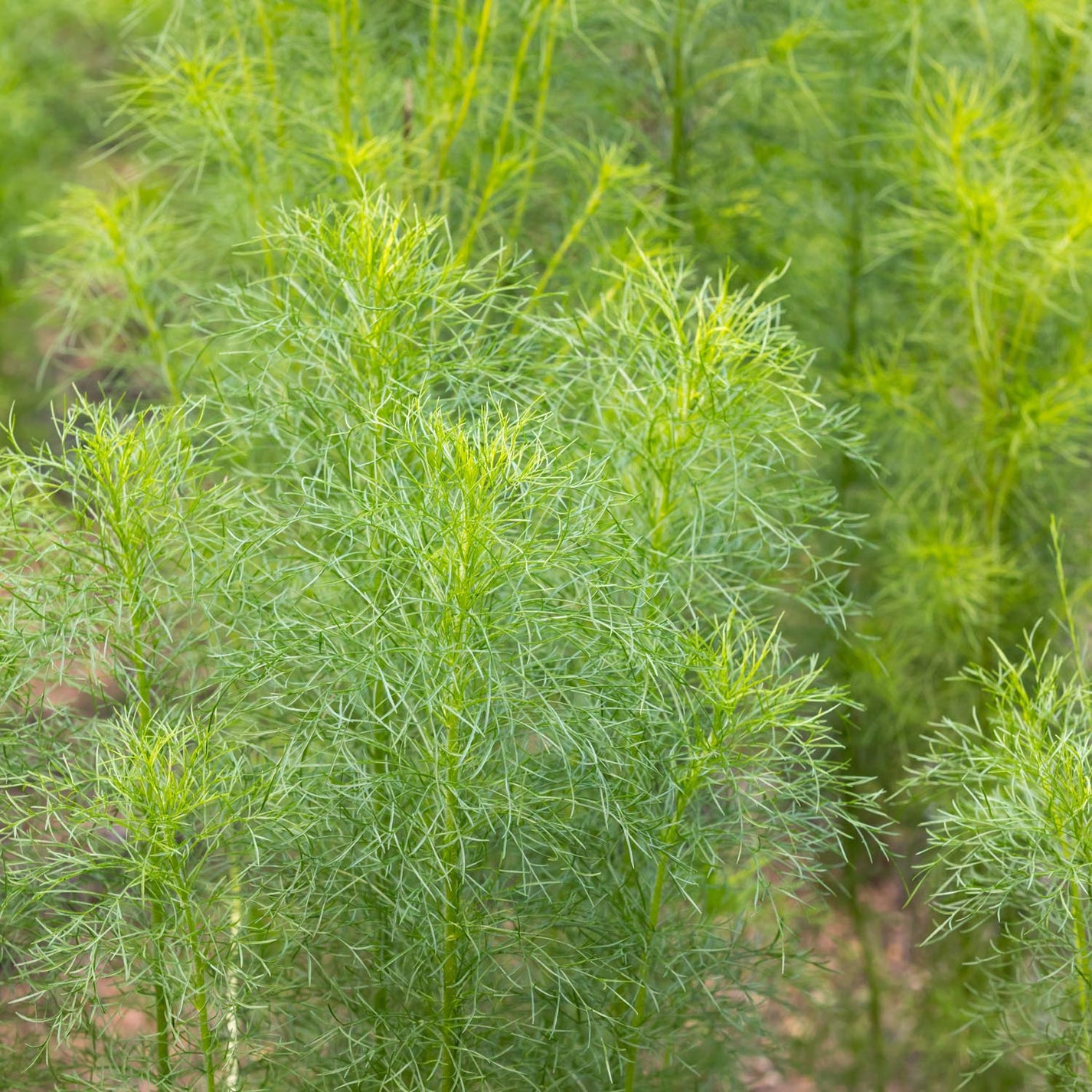 Cumin Herb Seeds – Gran's Garden Seeds