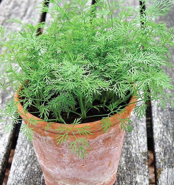 Dill, Organic Bouquet Dill Herb Seeds – Gran's Garden Seeds