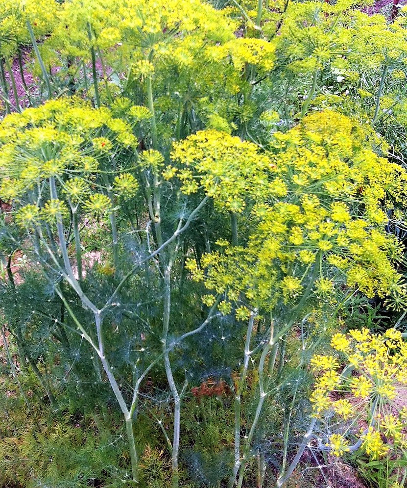 Dill, Organic Bouquet Dill Herb Seeds – Gran's Garden Seeds