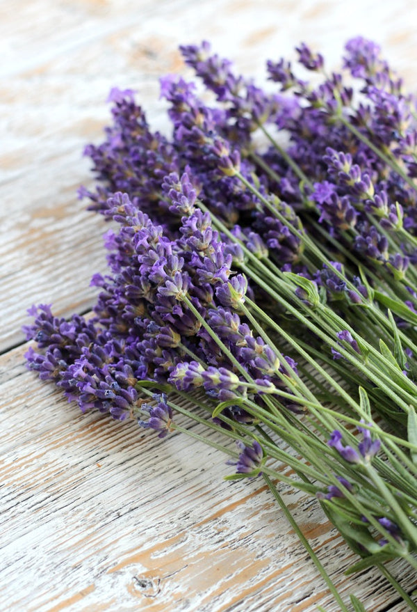 Lavender, English Lavender Seeds – Gran's Garden Seeds