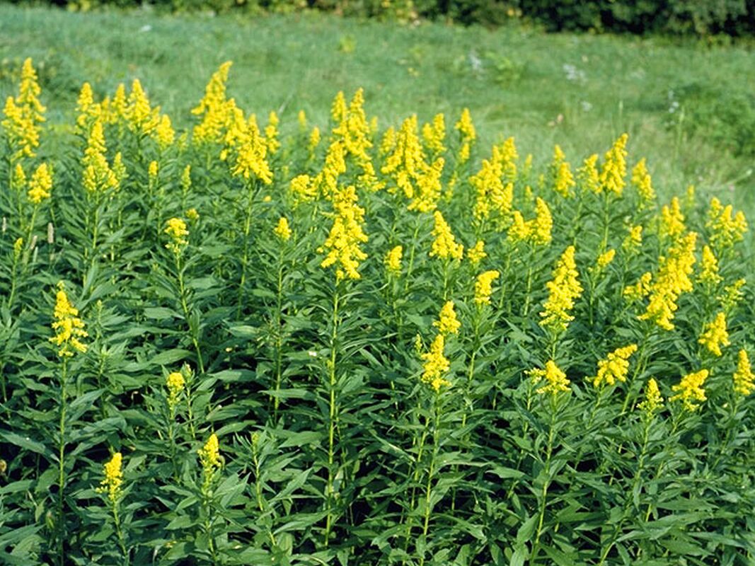 Goldenrod Canada Seeds, Solidago Canadensis – Gran's Garden Seeds