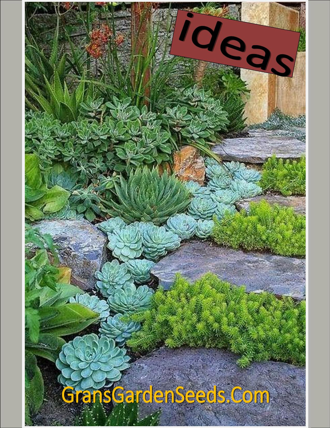 Sedum Emperors Wave Seeds – Gran's Garden Seeds