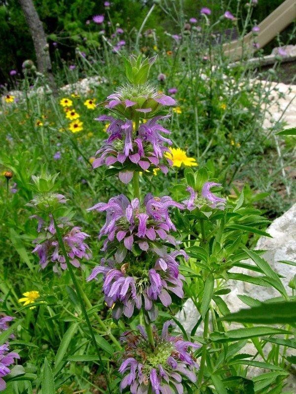 Lemon Bee Balm Herb Seeds or Lemon Mint – Gran's Garden Seeds