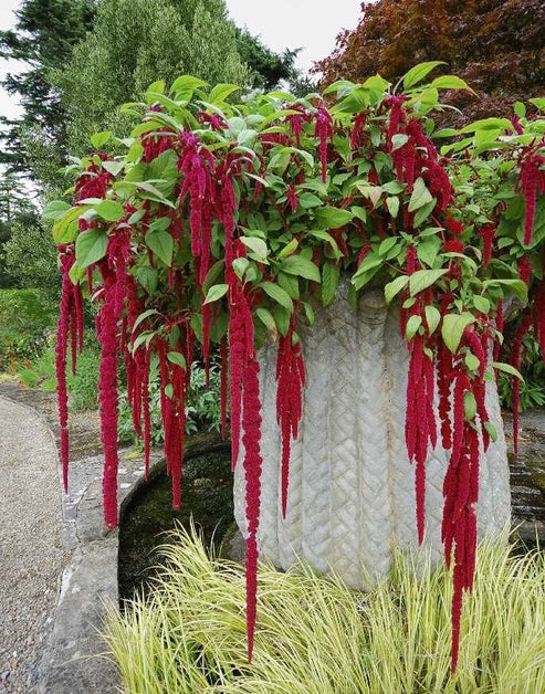 Love Lies Bleeding Flower Seeds – Gran's Garden Seeds