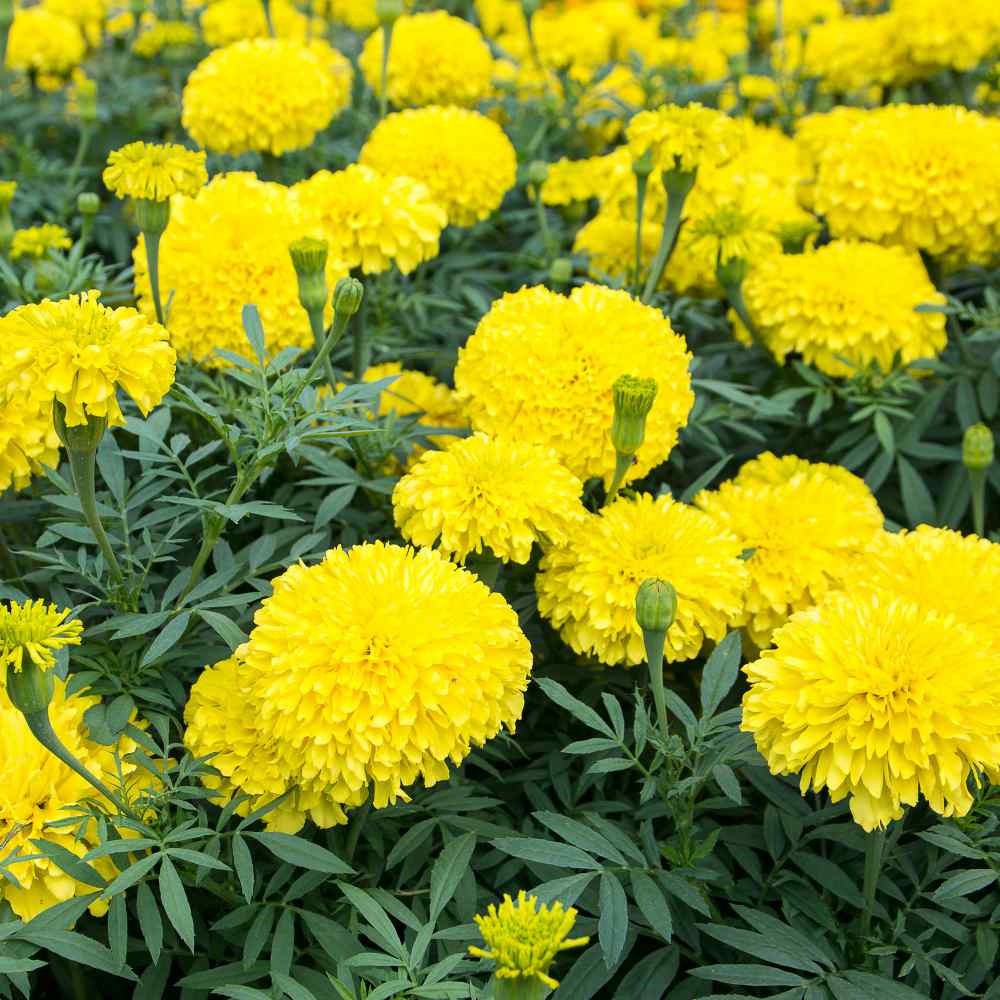 Marigold, Yellow Sierra Marigold Seeds – Gran's Garden Seeds