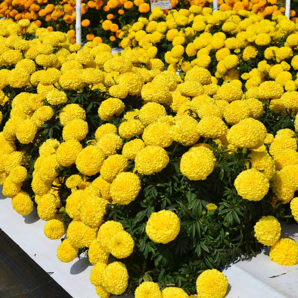 Marigold, Yellow Sierra Marigold Seeds – Gran's Garden Seeds