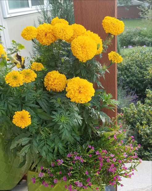 Marigold, Yellow Sierra Marigold Seeds – Gran's Garden Seeds