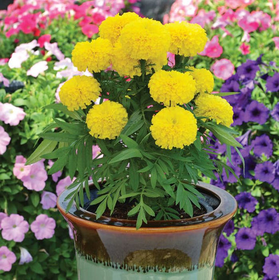 Marigold, Yellow Sierra Marigold Seeds – Gran's Garden Seeds