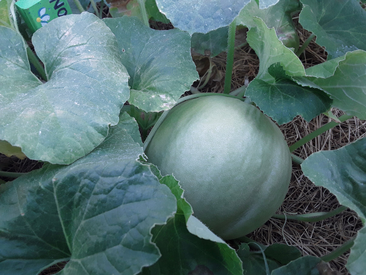 Melon, Golden Honeymoon Melon Seeds – Gran's Garden Seeds