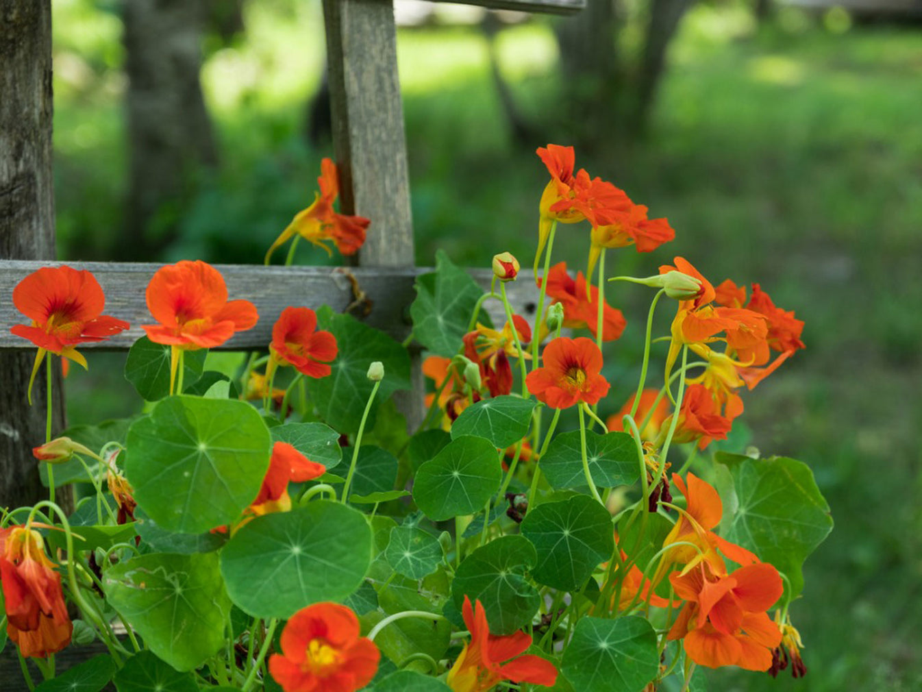 Nasturtium Orange Double Gleam Trailing Seeds – Gran's Garden Seeds