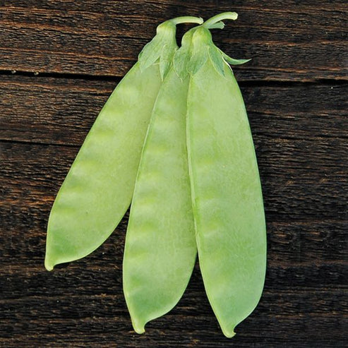 Pea Pod, Mammoth Melting Sugar Pea Pod Seeds – Gran's Garden Seeds