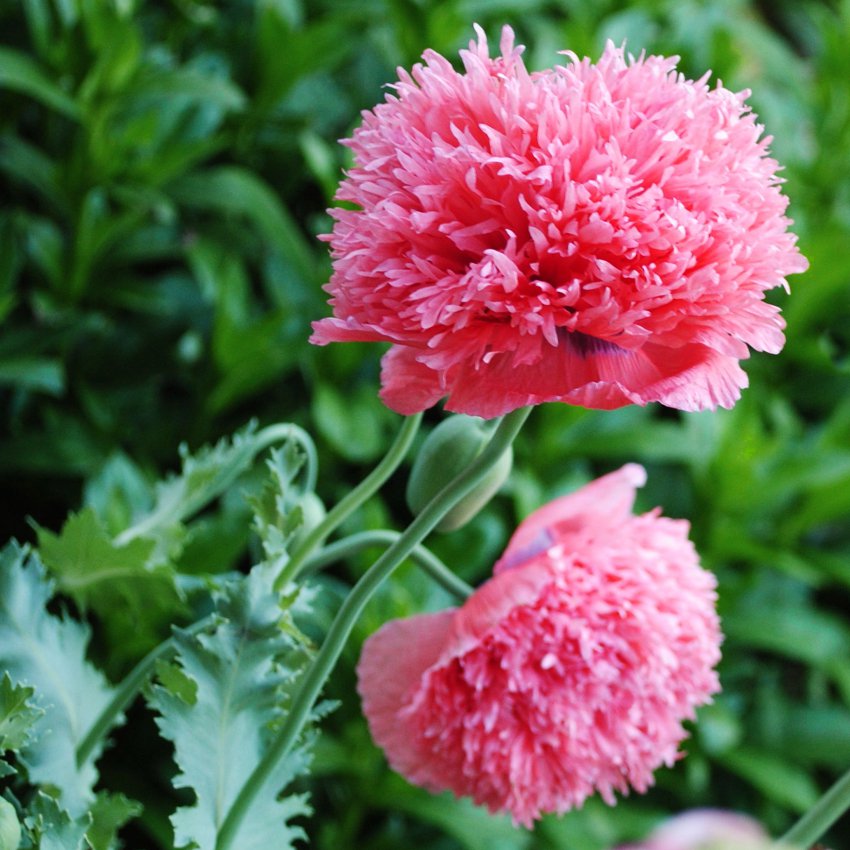 Salmon Peony Poppy Seeds – Gran's Garden Seeds