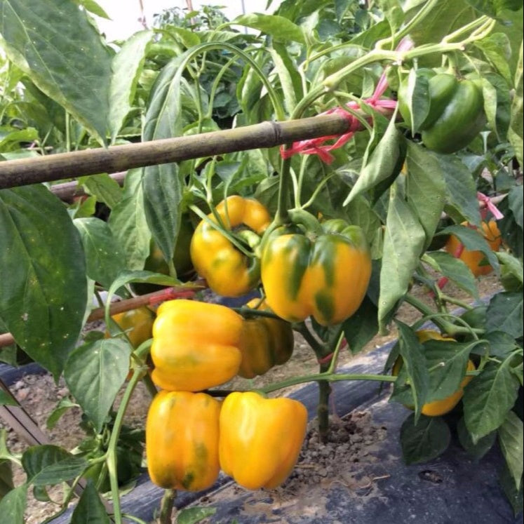Pepper, Sunbright Sweet Pepper Seeds – Gran's Garden Seeds