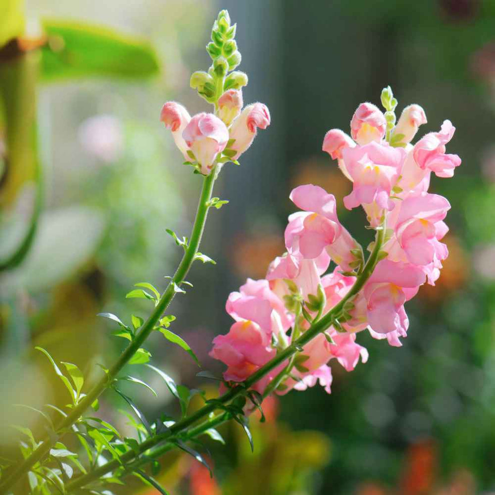 Snapdragon Seeds, Apple Blossom Snapdragon – Gran's Garden Seeds