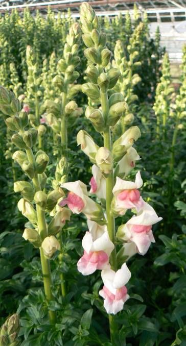 Snapdragon Seeds, Apple Blossom Snapdragon – Gran's Garden Seeds