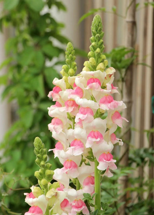 Snapdragon Seeds, Apple Blossom Snapdragon – Gran's Garden Seeds