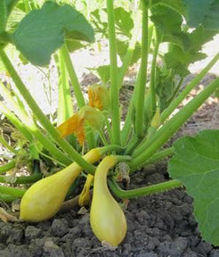 Squash, Organic Crookneck Squash Seeds – Gran's Garden Seeds
