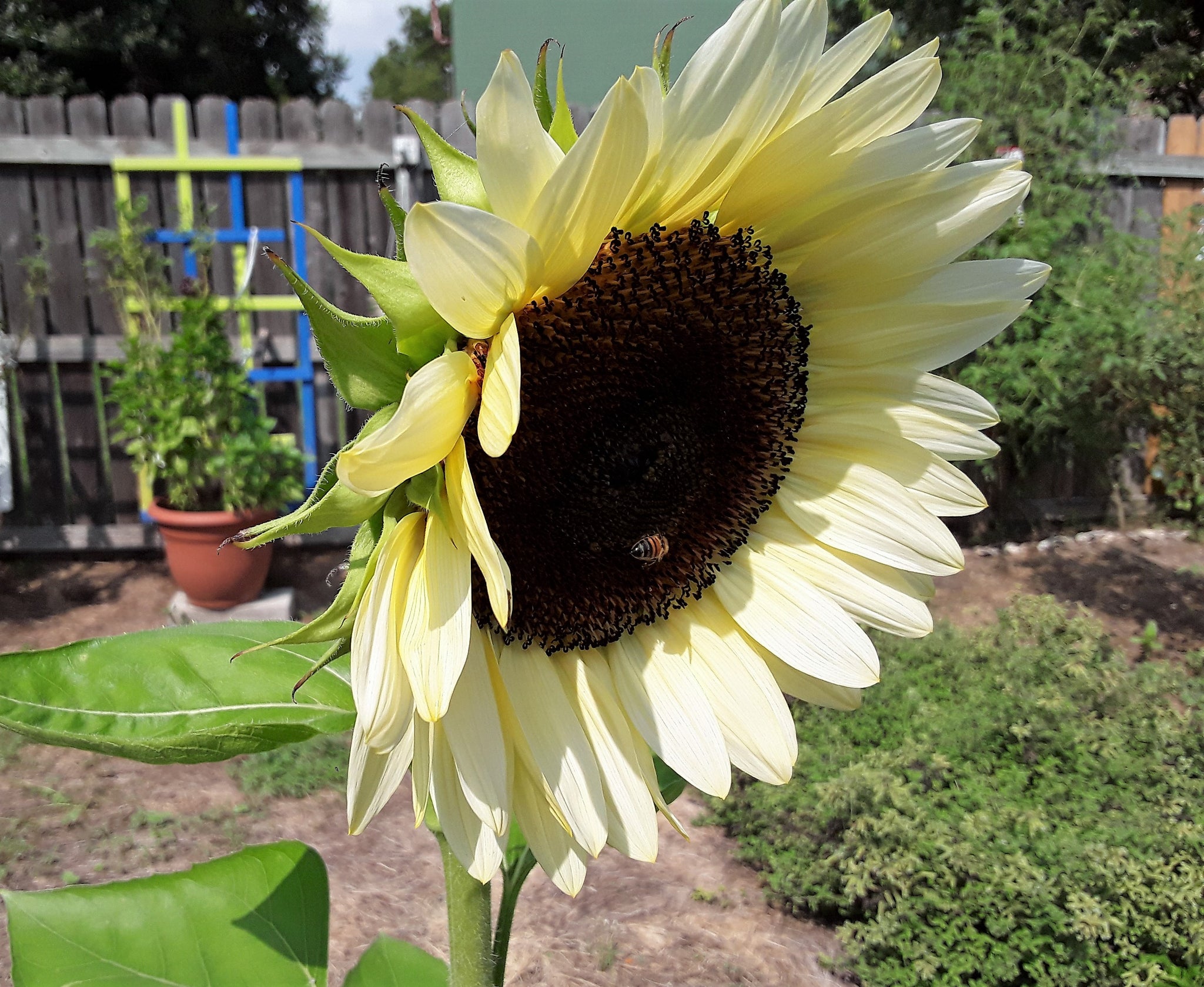 Sunflower Pro-Cut White Nite Seeds – Gran's Garden Seeds