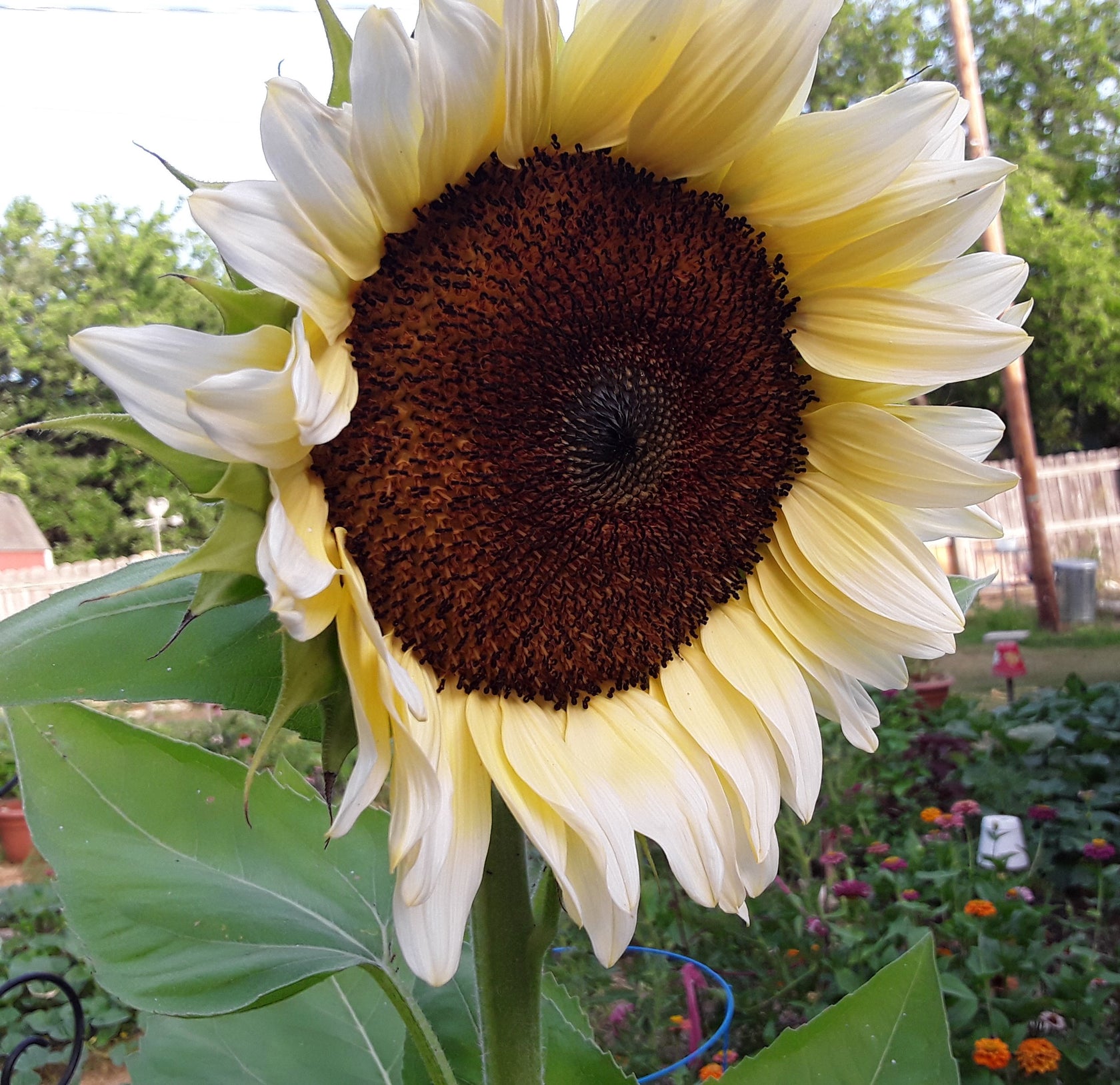 Sunflower Pro-Cut White Nite Seeds – Gran's Garden Seeds